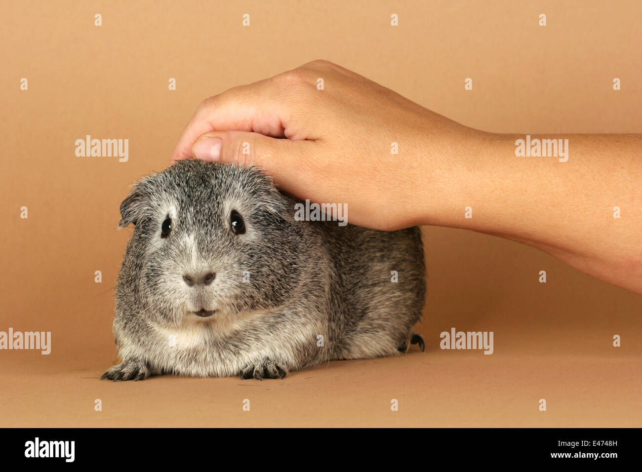 Pigs hand hi-res stock photography and images - Alamy
