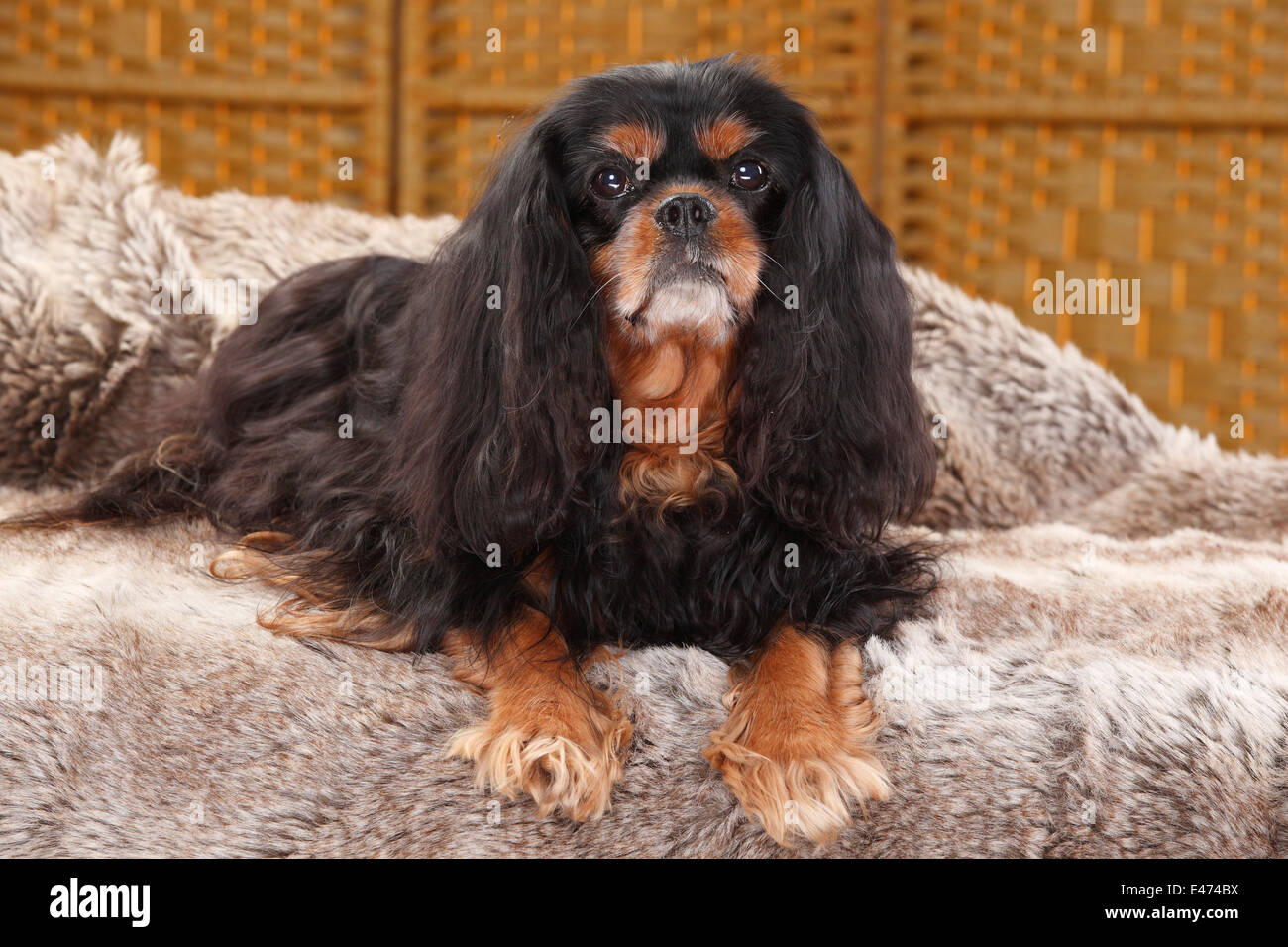 Cavalier King Charles Spaniel, black-and-tan |Cavalier King Charles ...