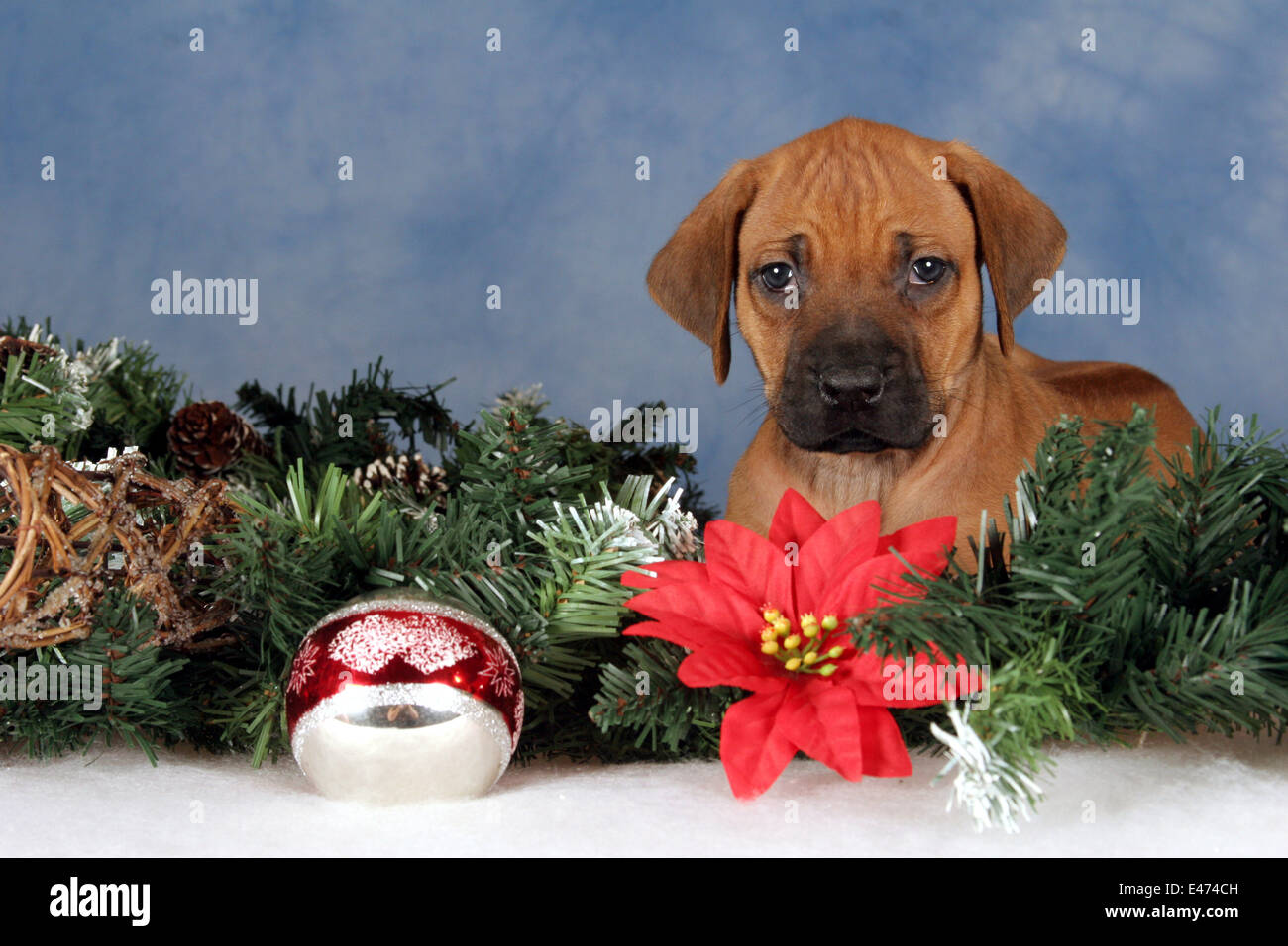 Rhodesian Ridgeback puppy Stock Photo - Alamy