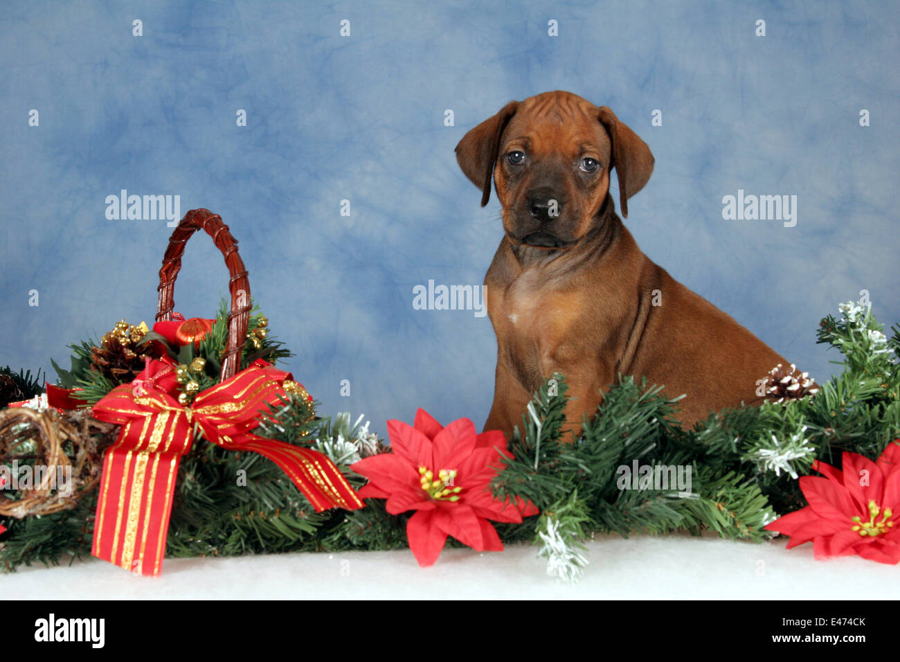 Rhodesian Ridgeback puppy Stock Photo - Alamy