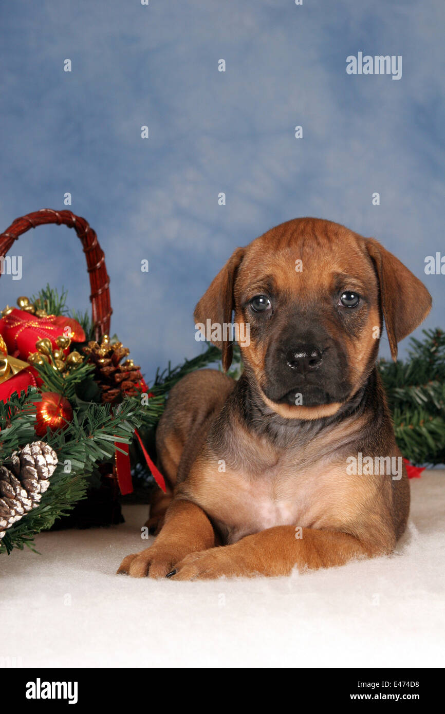 Rhodesian Ridgeback puppy Stock Photo - Alamy
