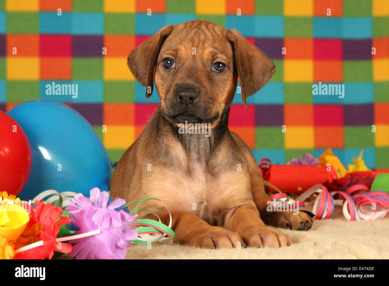 Rhodesian Ridgeback Party Stock Photo - Alamy