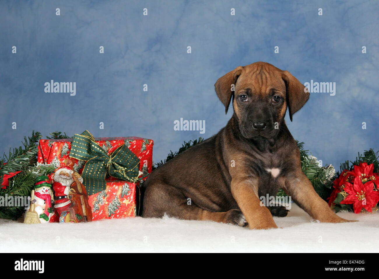 Rhodesian Ridgeback puppy Stock Photo - Alamy