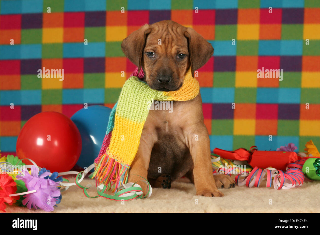 Rhodesian Ridgeback Party Stock Photo - Alamy