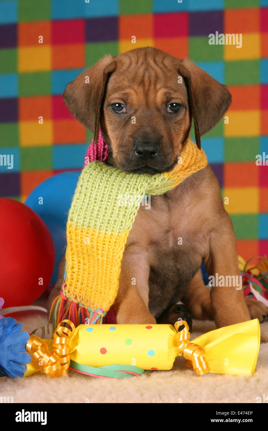 Rhodesian Ridgeback Party Stock Photo - Alamy