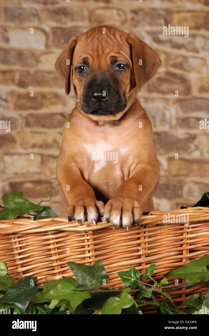 Rhodesian Ridgeback Puppy Stock Photo - Alamy