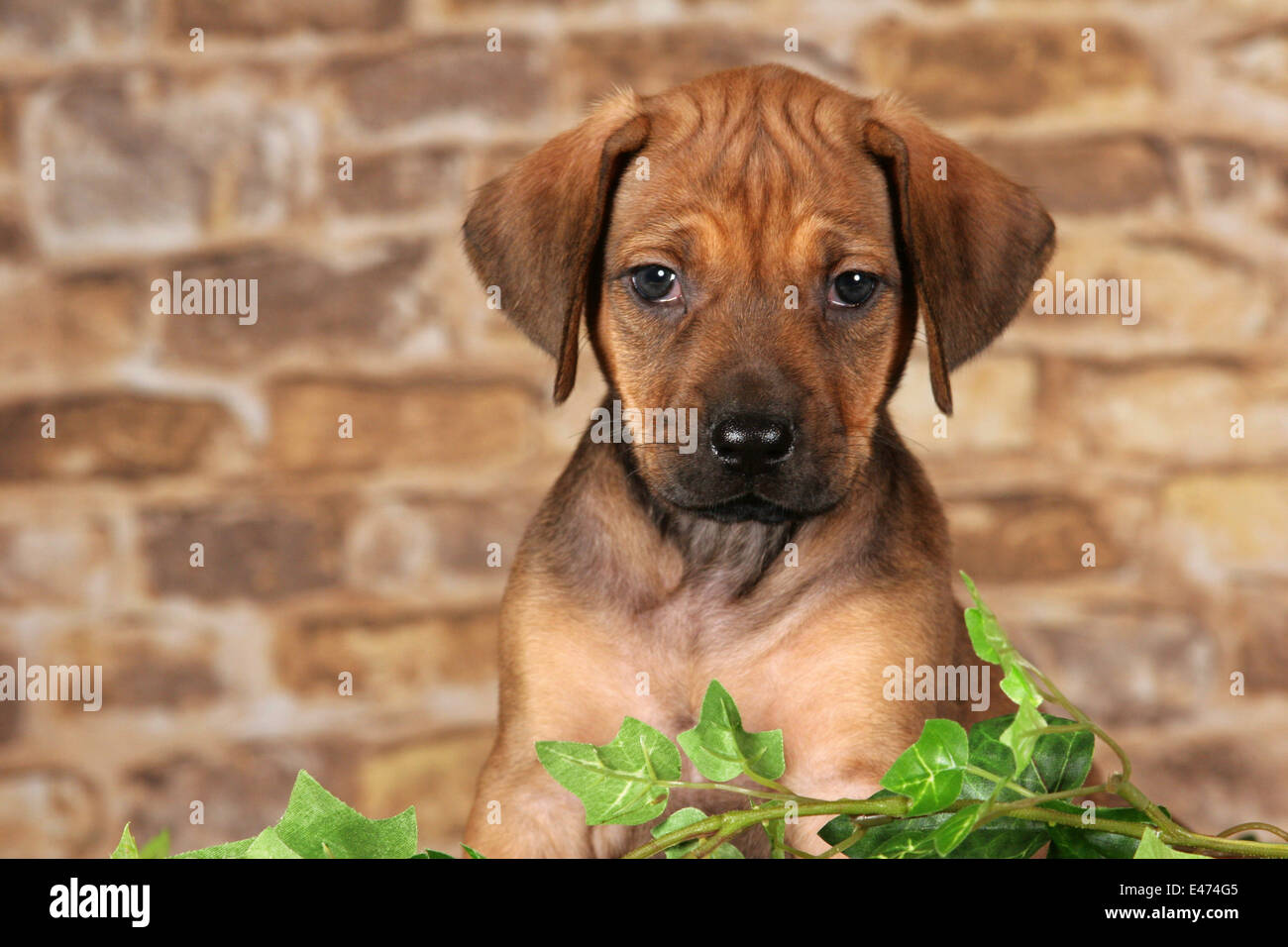 Rhodesian Ridgeback Puppy Stock Photo - Alamy