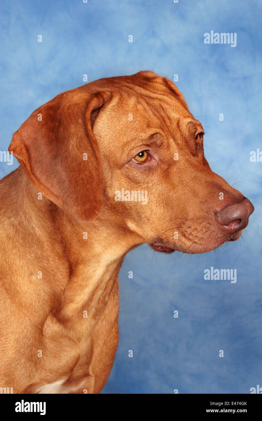 Livernose hi-res stock photography and images - Alamy