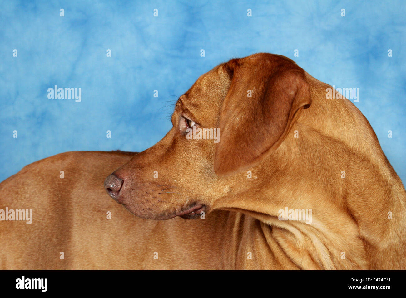 Livernose hi-res stock photography and images - Alamy