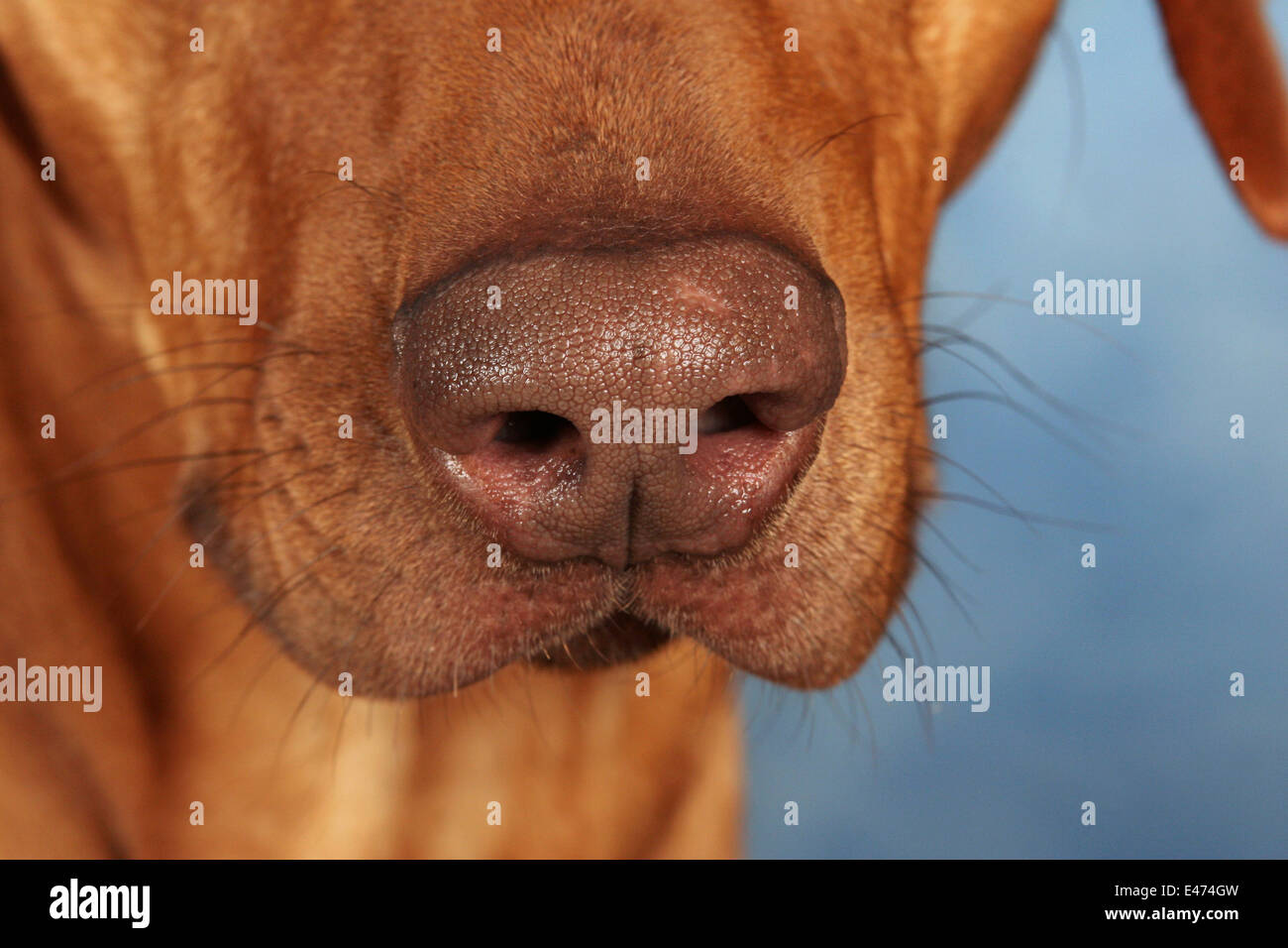 Rhodesian ridgeback nose hi-res stock photography and images - Alamy