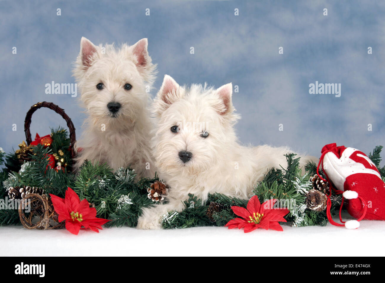 Two westies hi-res stock photography and images - Alamy