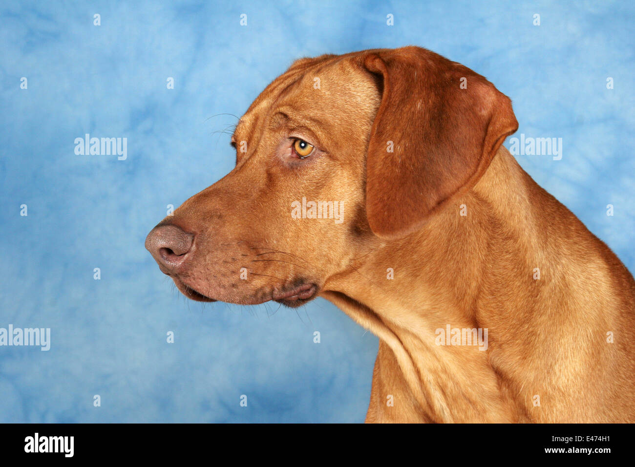 Livernose hi-res stock photography and images - Alamy