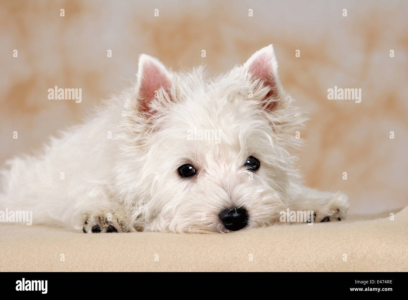 Westi puppies hi-res stock photography and images - Alamy