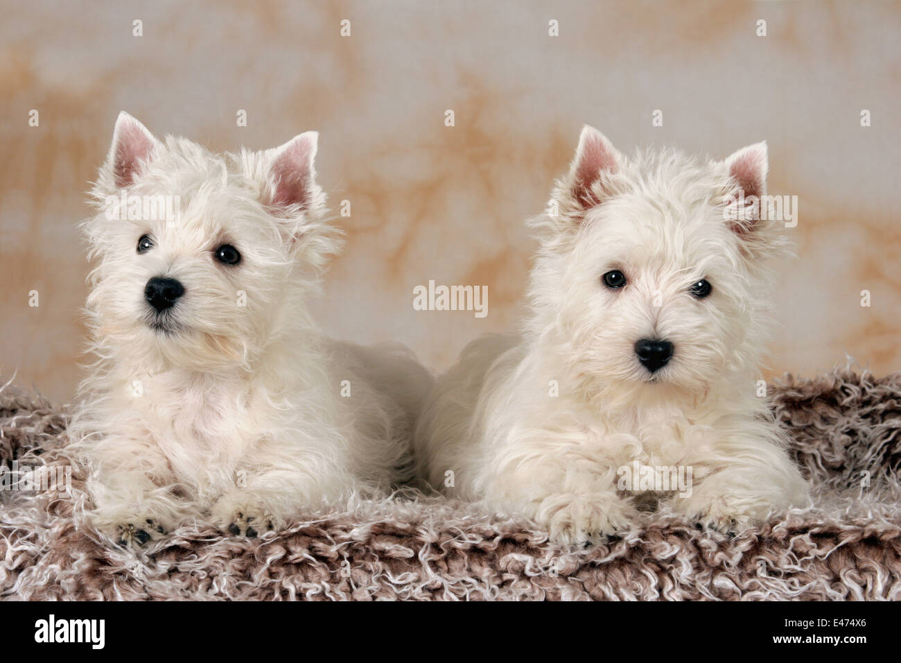 Westi puppies hi-res stock photography and images - Alamy
