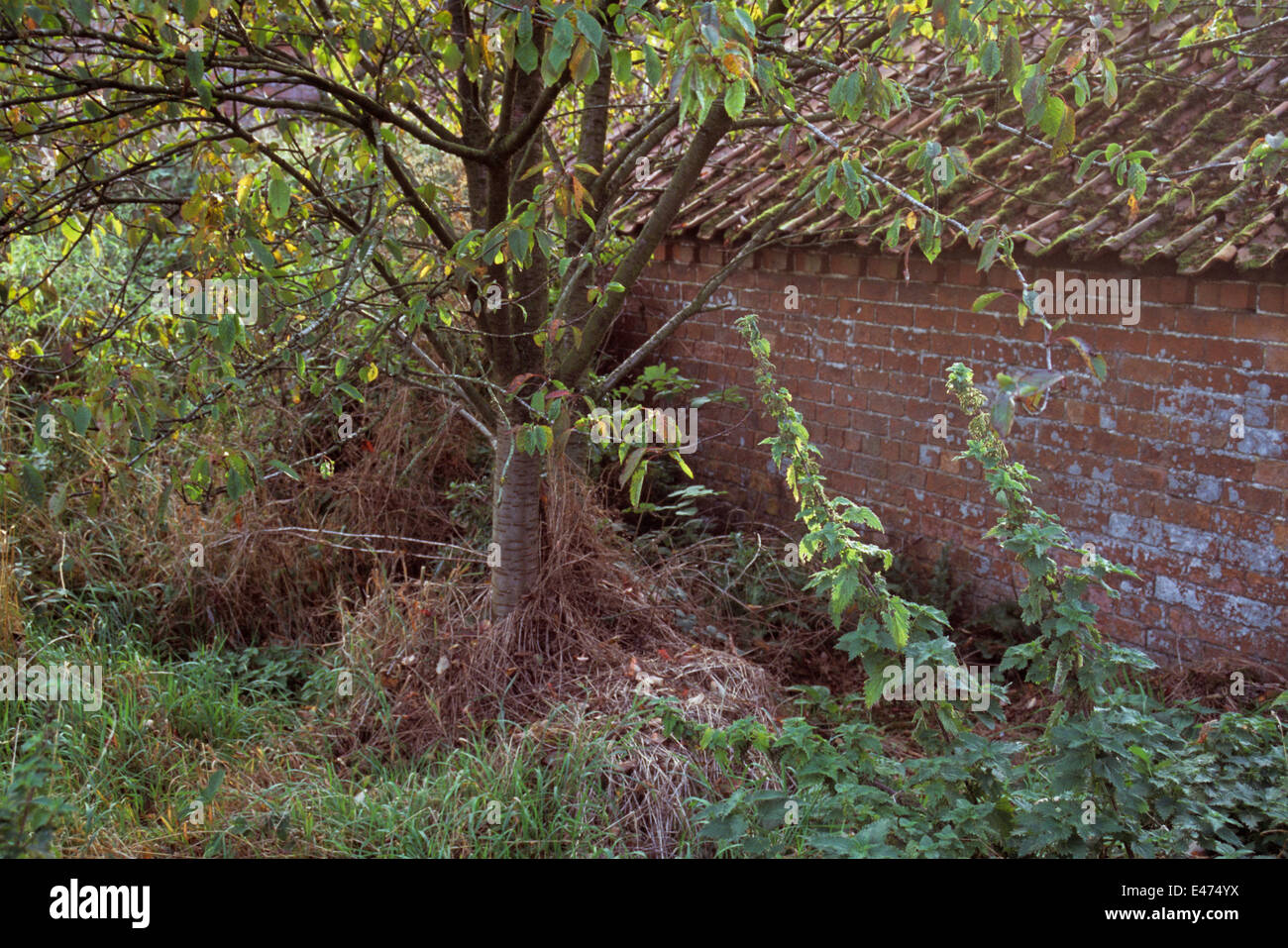 Stable with flowering tree hi-res stock photography and images - Alamy