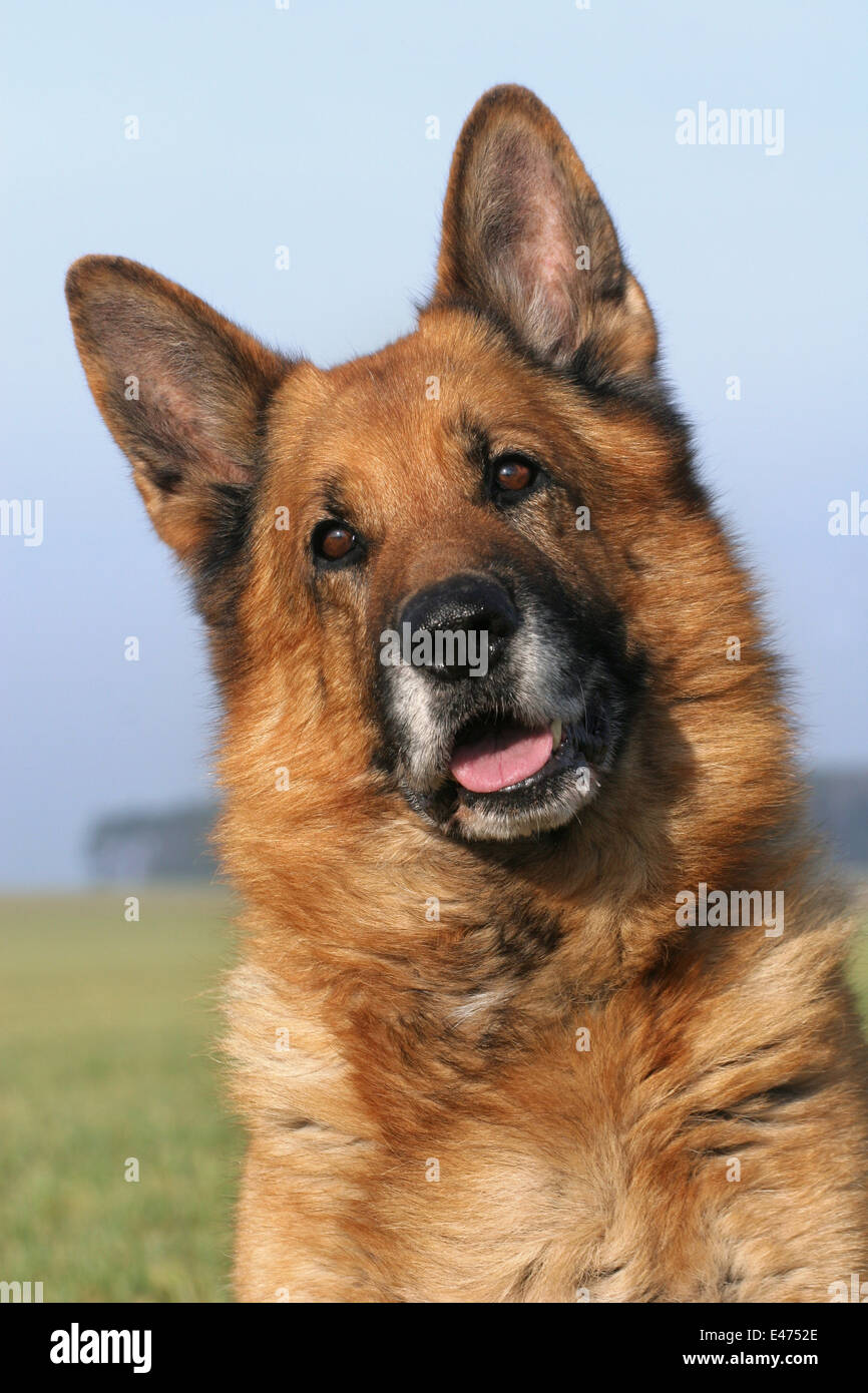German Shepherd Portrait Stock Photo - Alamy