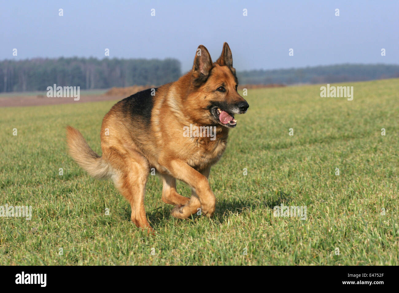 Running shepherd hi-res stock photography and images - Alamy