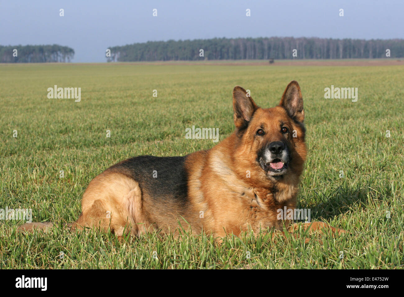 Elderly german shepherd hi-res stock photography and images - Alamy