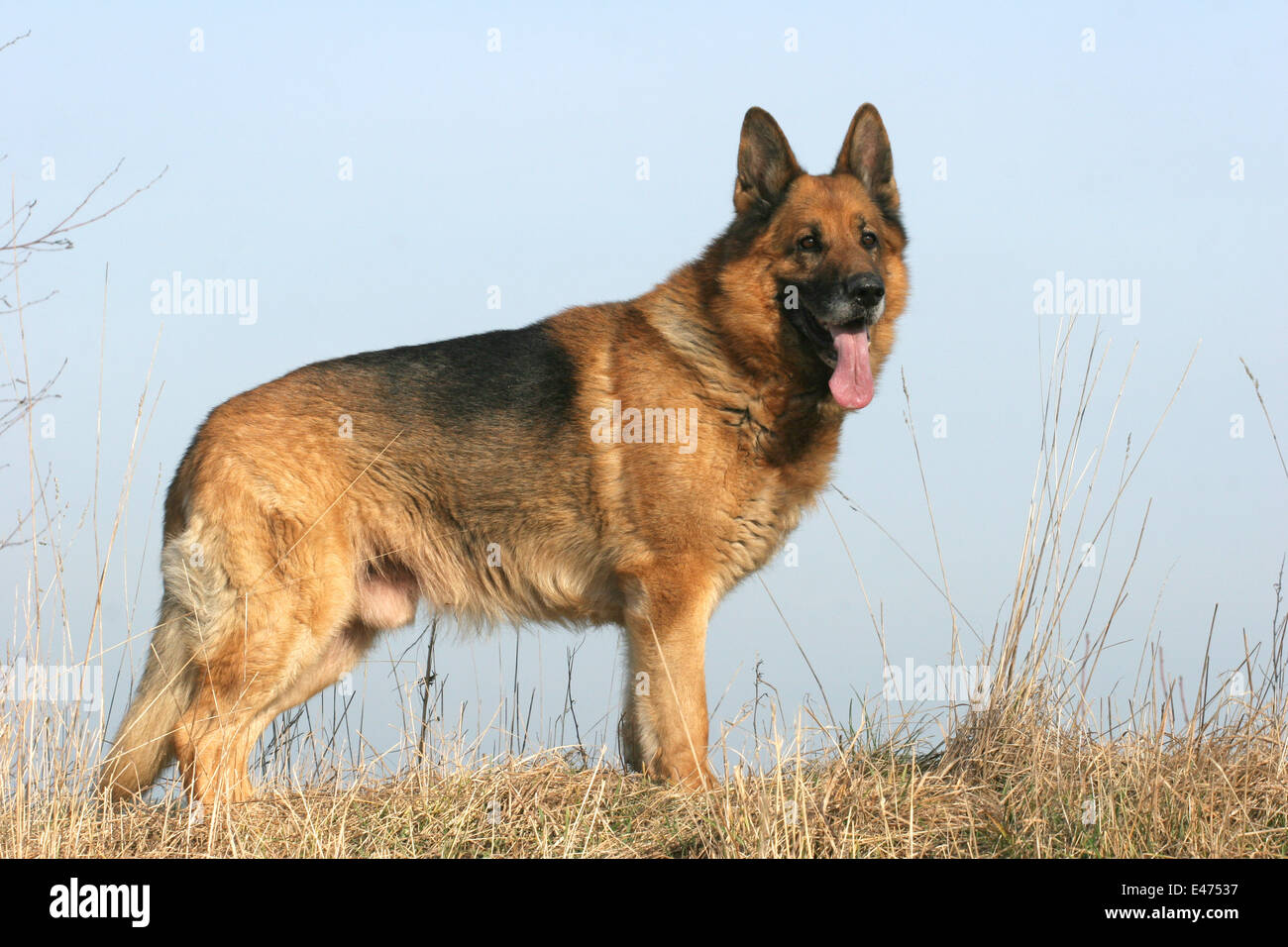 Elderly german shepherd hi-res stock photography and images - Alamy