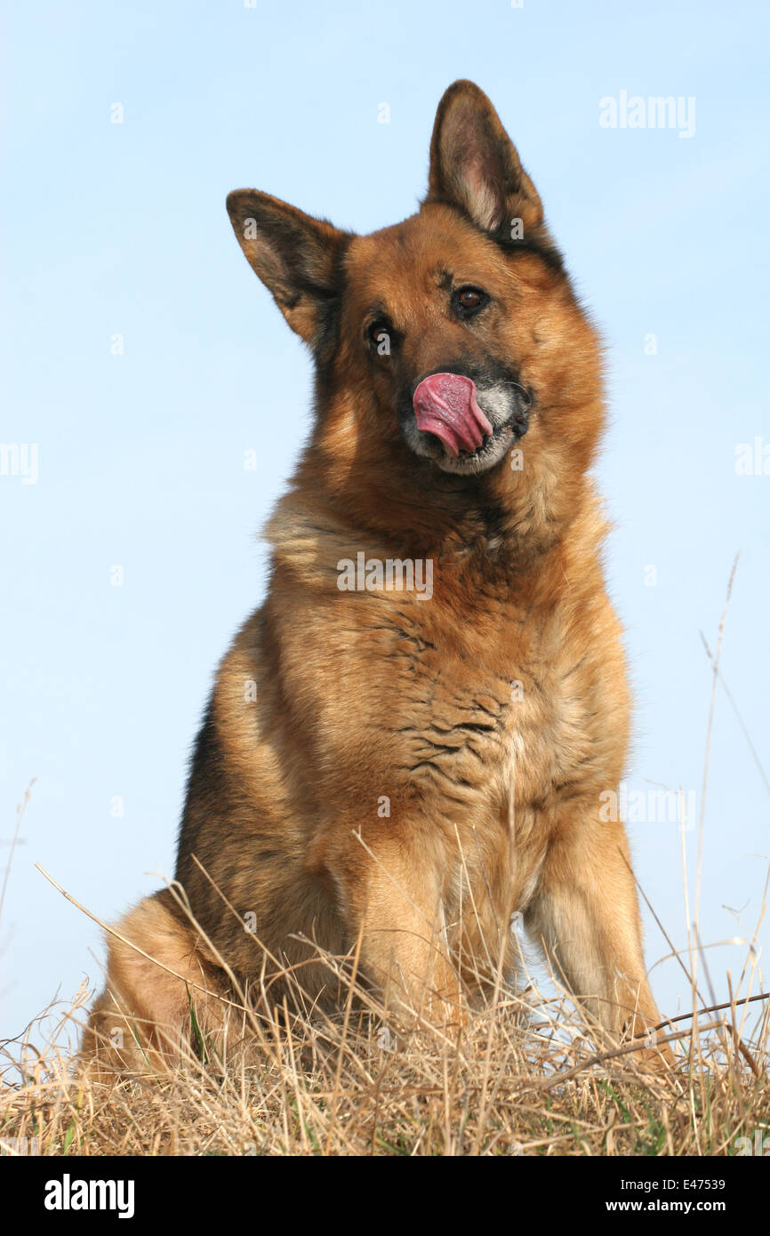 Elderly german shepherd hi-res stock photography and images - Alamy