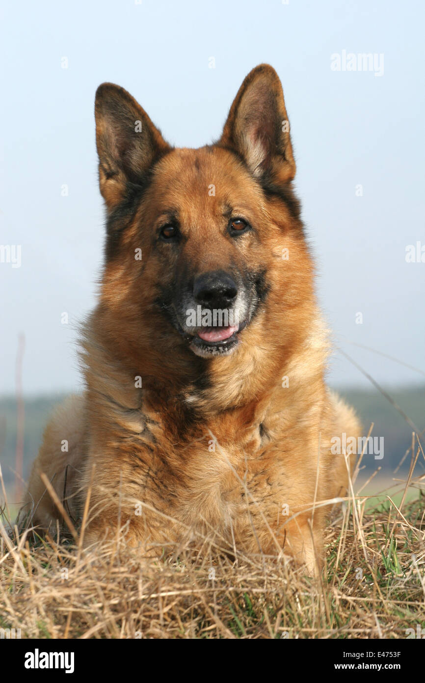 Elderly german shepherd hi-res stock photography and images - Alamy