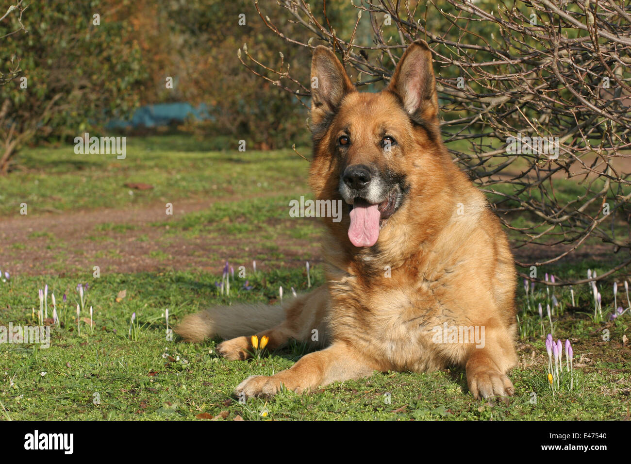 Elderly german shepherd hi-res stock photography and images - Alamy