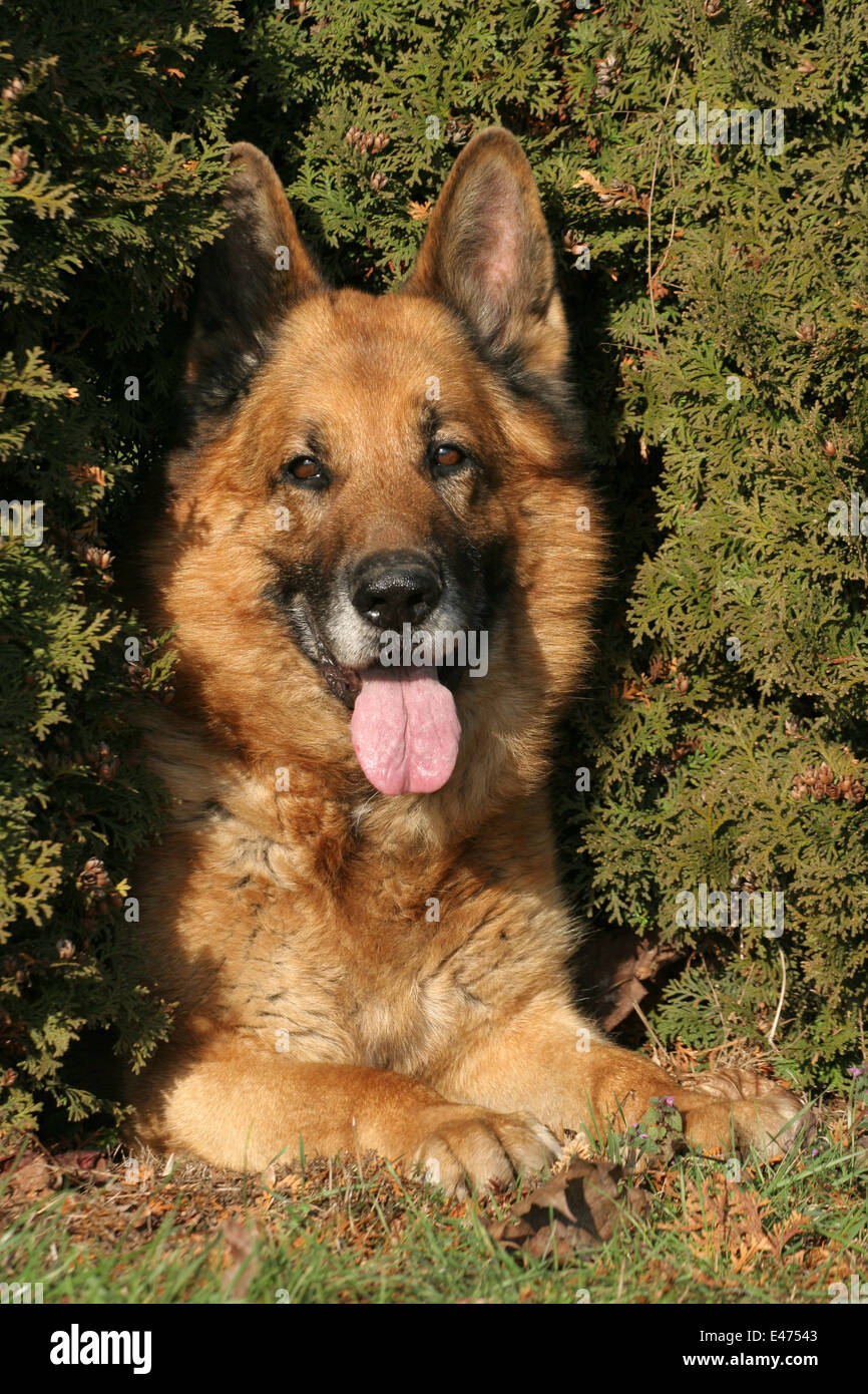 Elderly german shepherd hi-res stock photography and images - Alamy