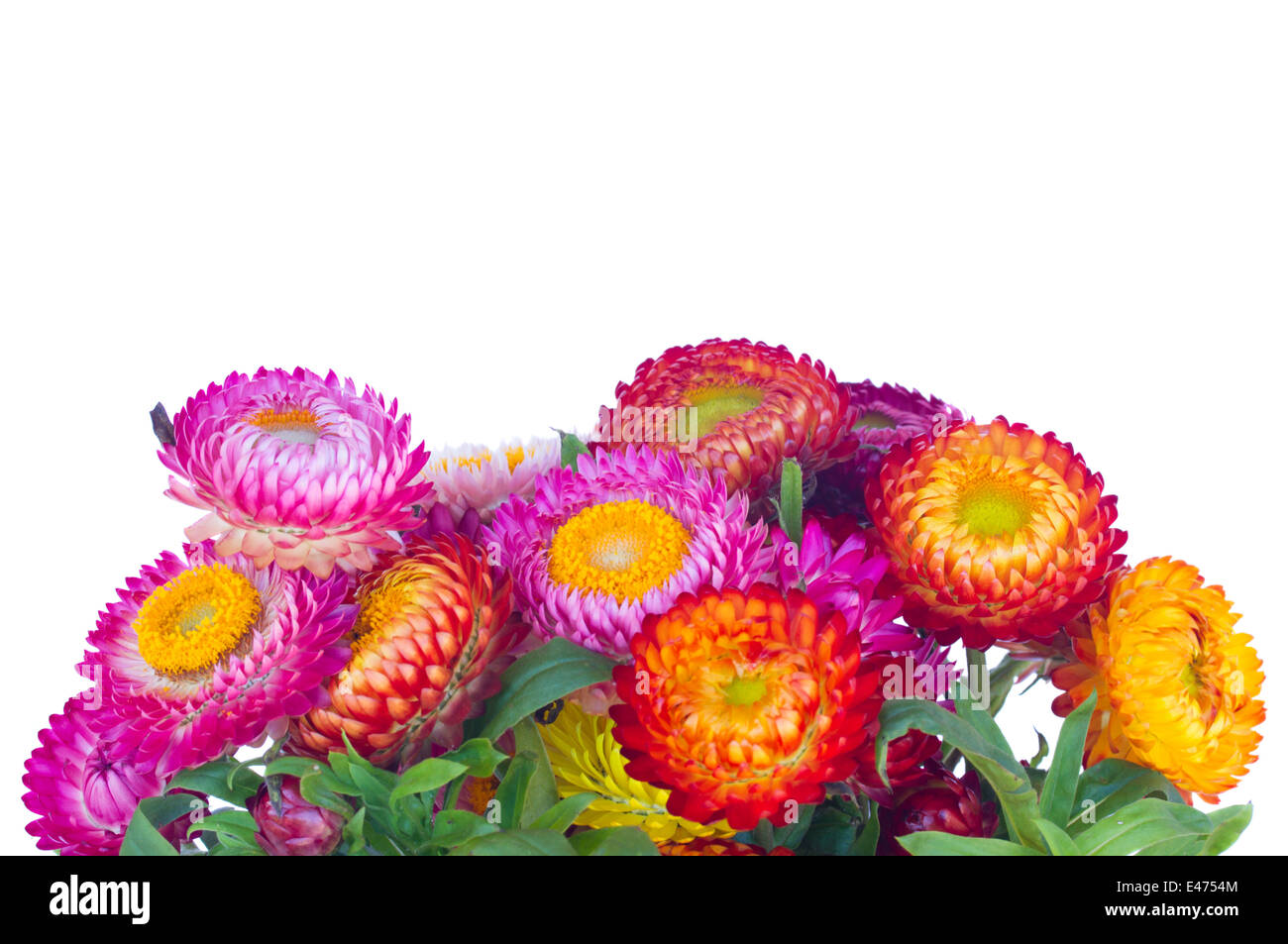 Bunch of everlasting flowers hi-res stock photography and images - Alamy