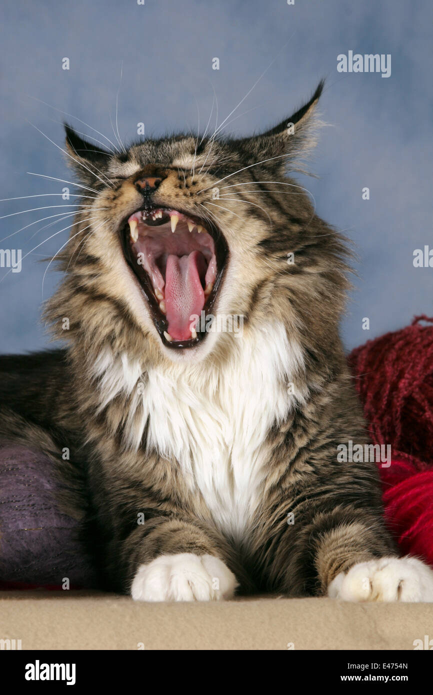 yawning Maine Coon Stock Photo - Alamy
