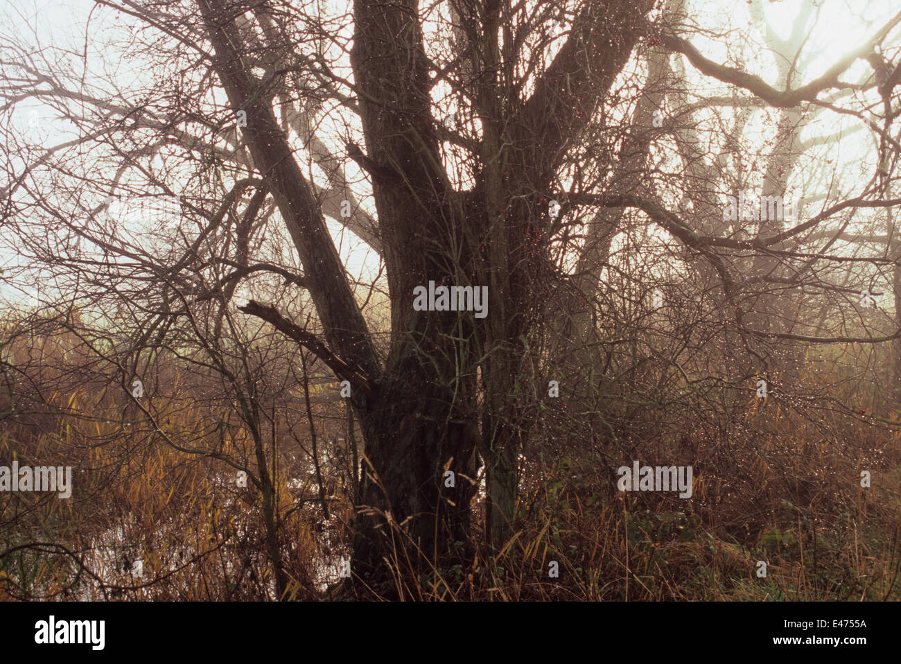 Misty winter scene of bare Common alder or Alnus glutinosa trees with ...