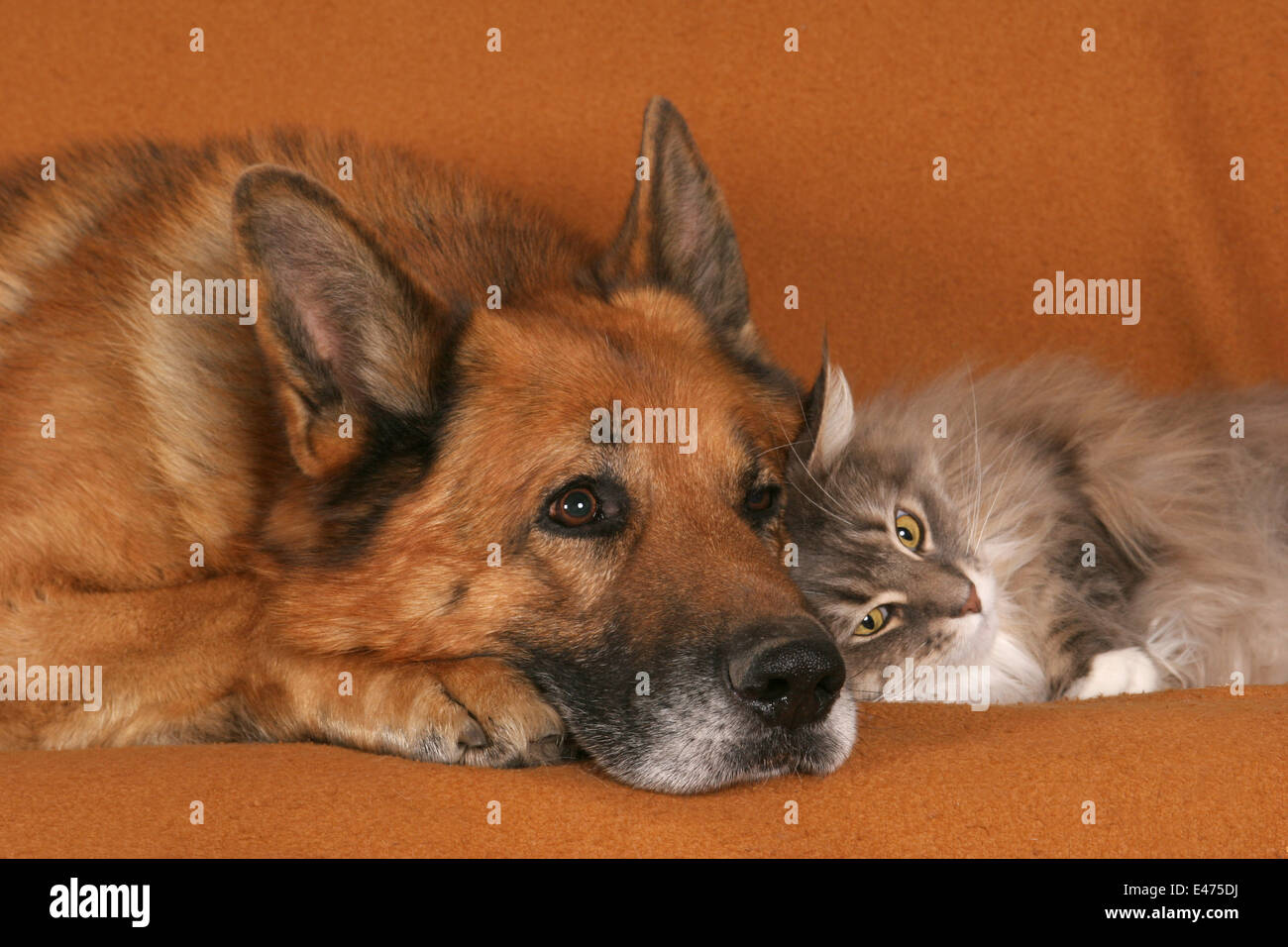 Cat and Dog Stock Photo - Alamy