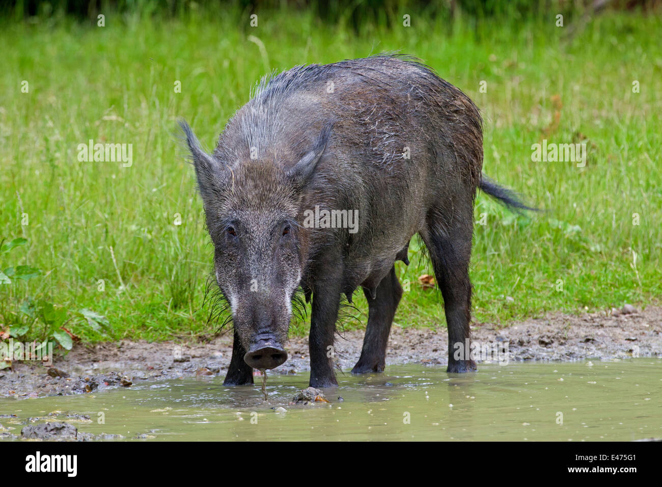 Wild boar (Sus scrofa) sow drinking water from pond in forest in summer ...