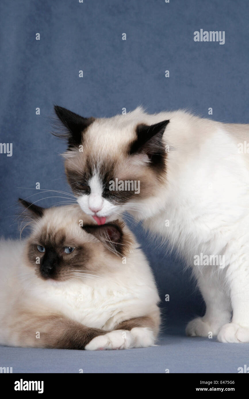 Felis cats hi-res stock photography and images - Alamy