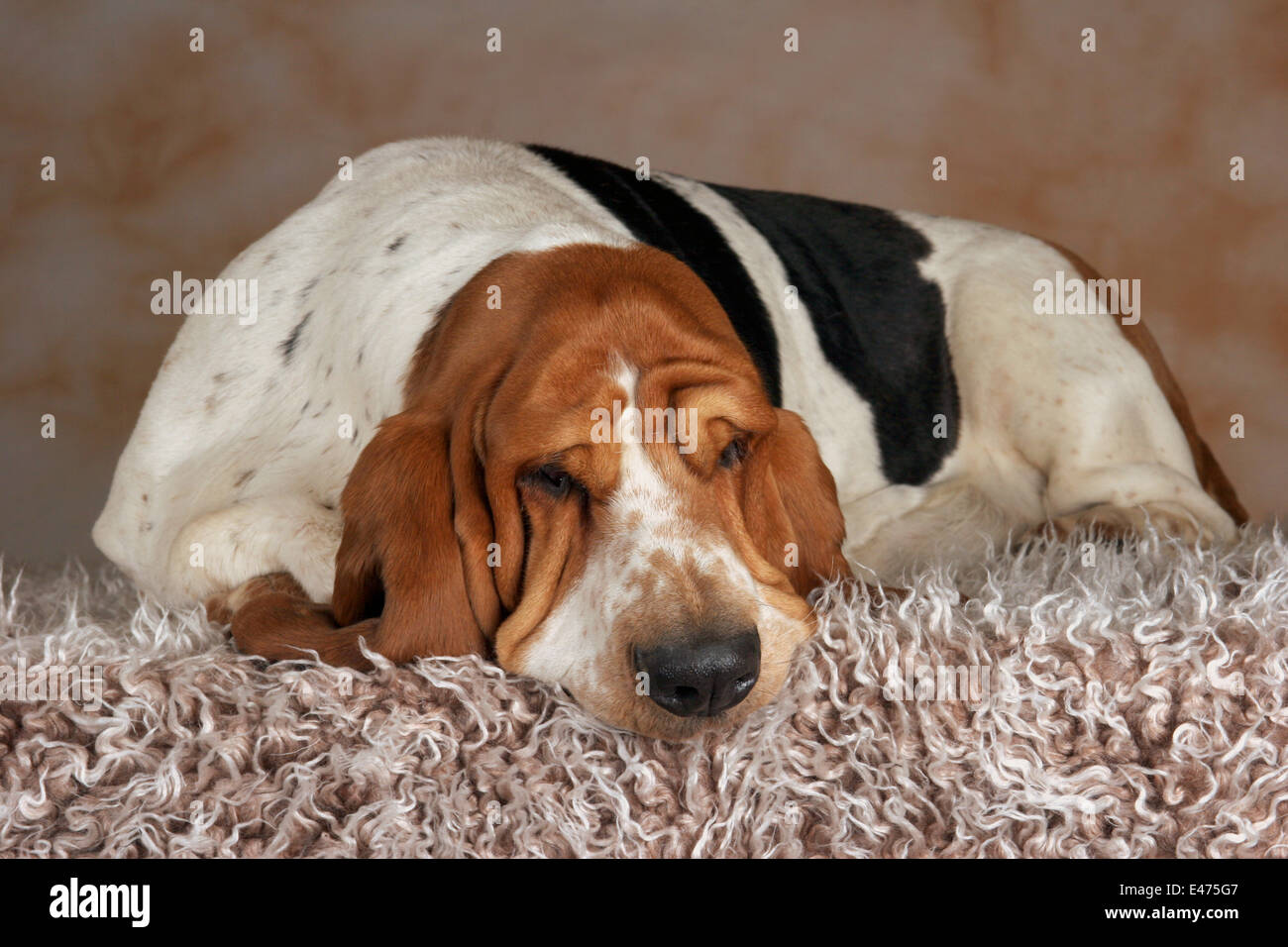 lying basset hound Stock Photo - Alamy