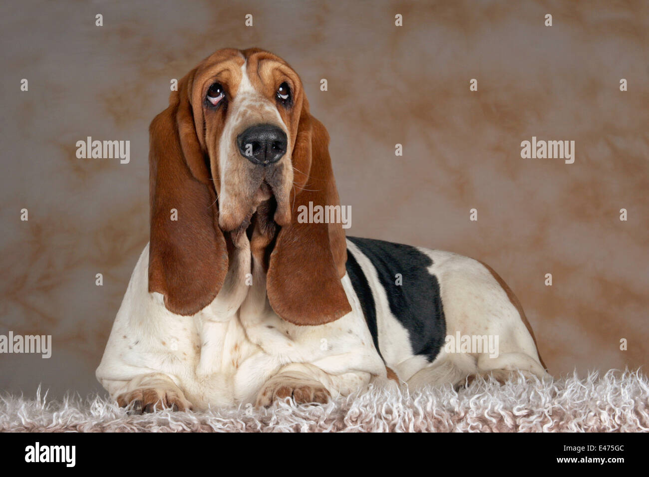 lying basset hound Stock Photo - Alamy