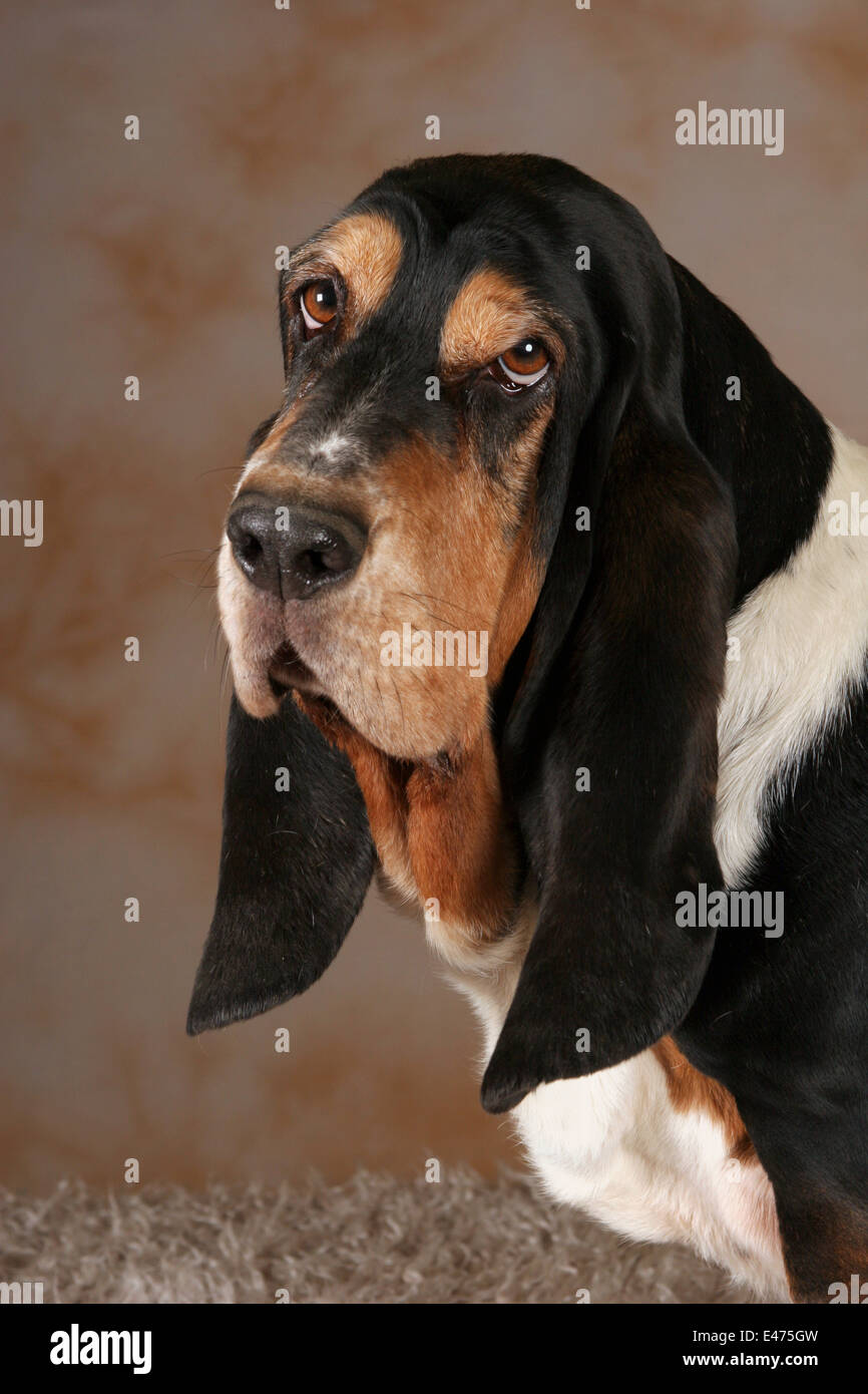Basset Hound Portrait Stock Photo - Alamy