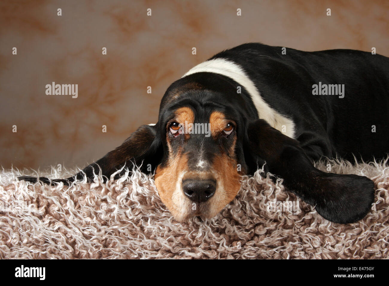lying basset hound Stock Photo - Alamy