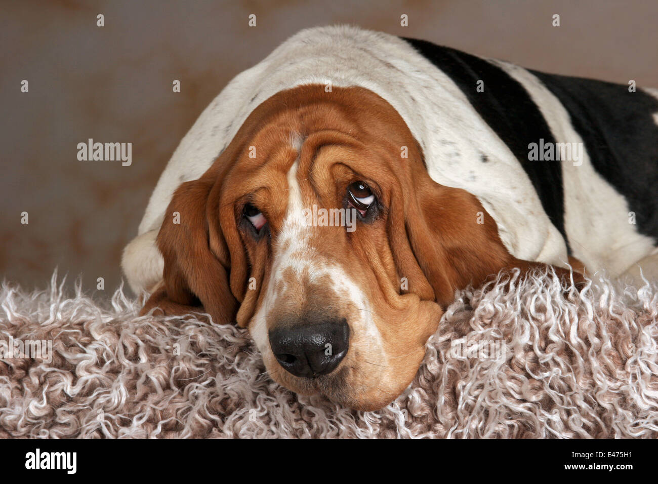 lying basset hound Stock Photo - Alamy