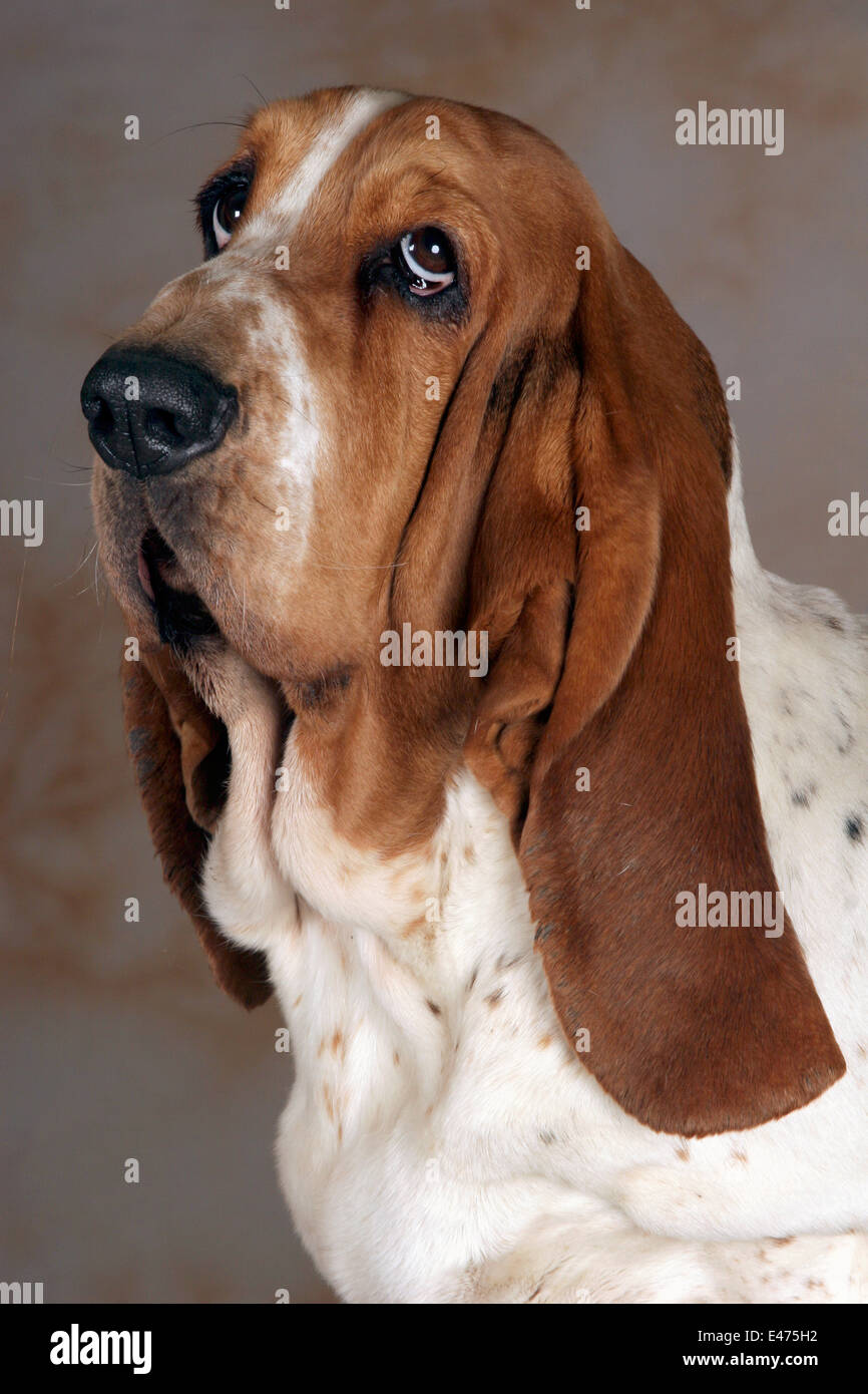 Basset Hound Portrait Stock Photo - Alamy