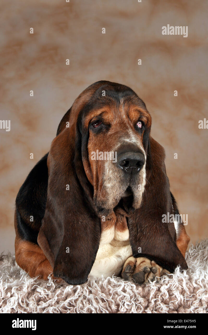 lying basset hound Stock Photo - Alamy