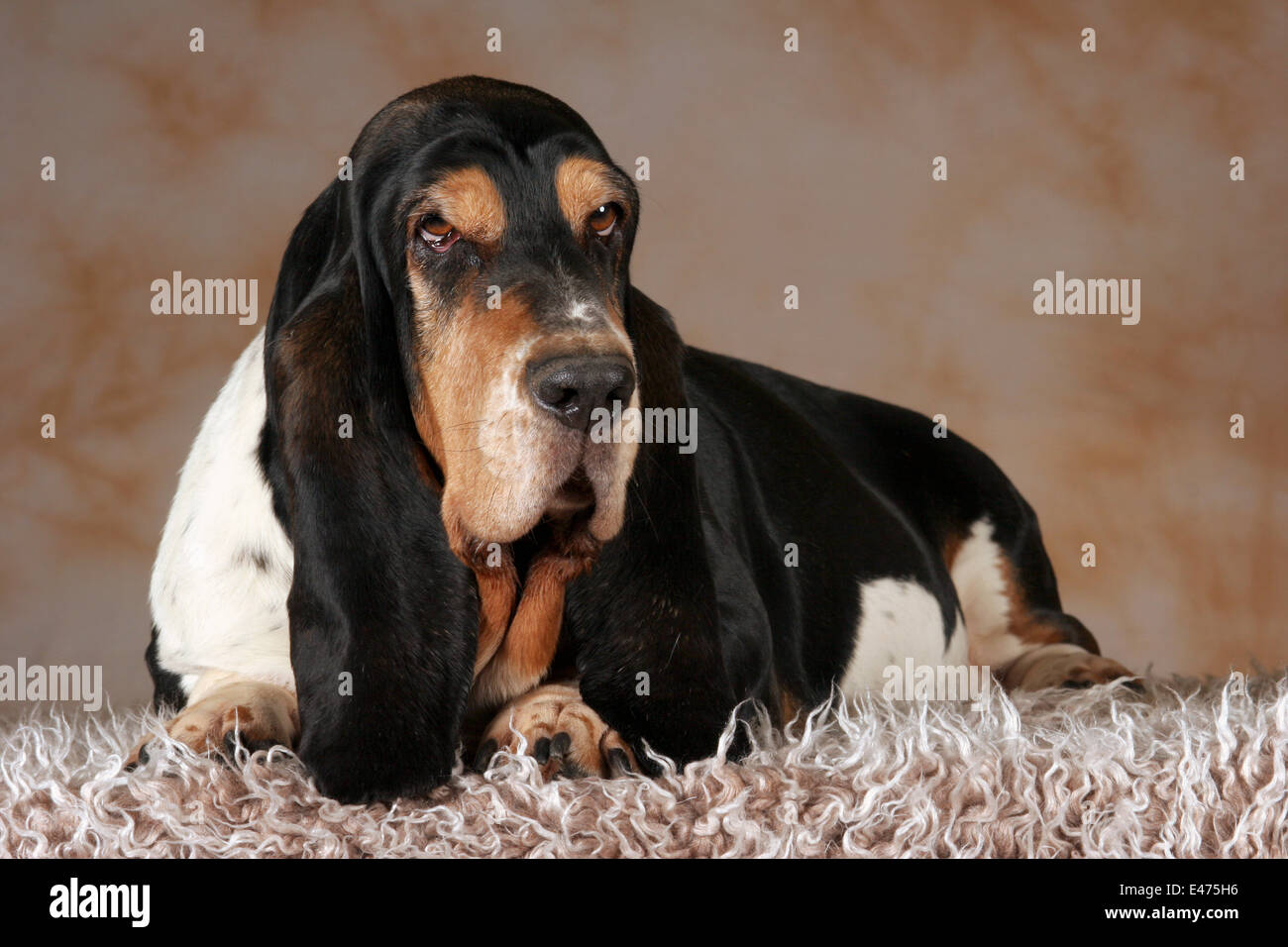 lying basset hound Stock Photo - Alamy