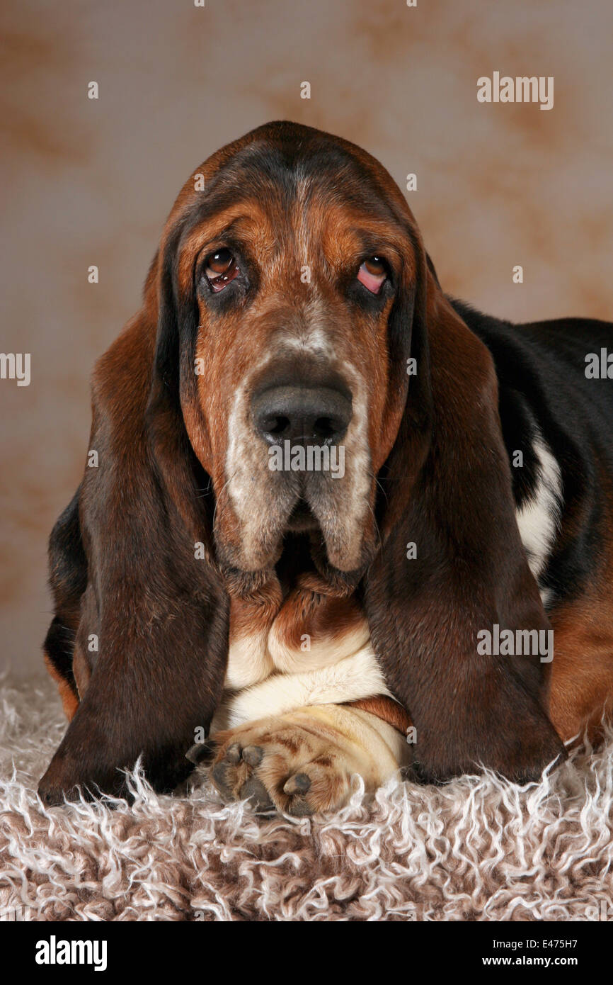 Basset Hound Portrait Stock Photo - Alamy