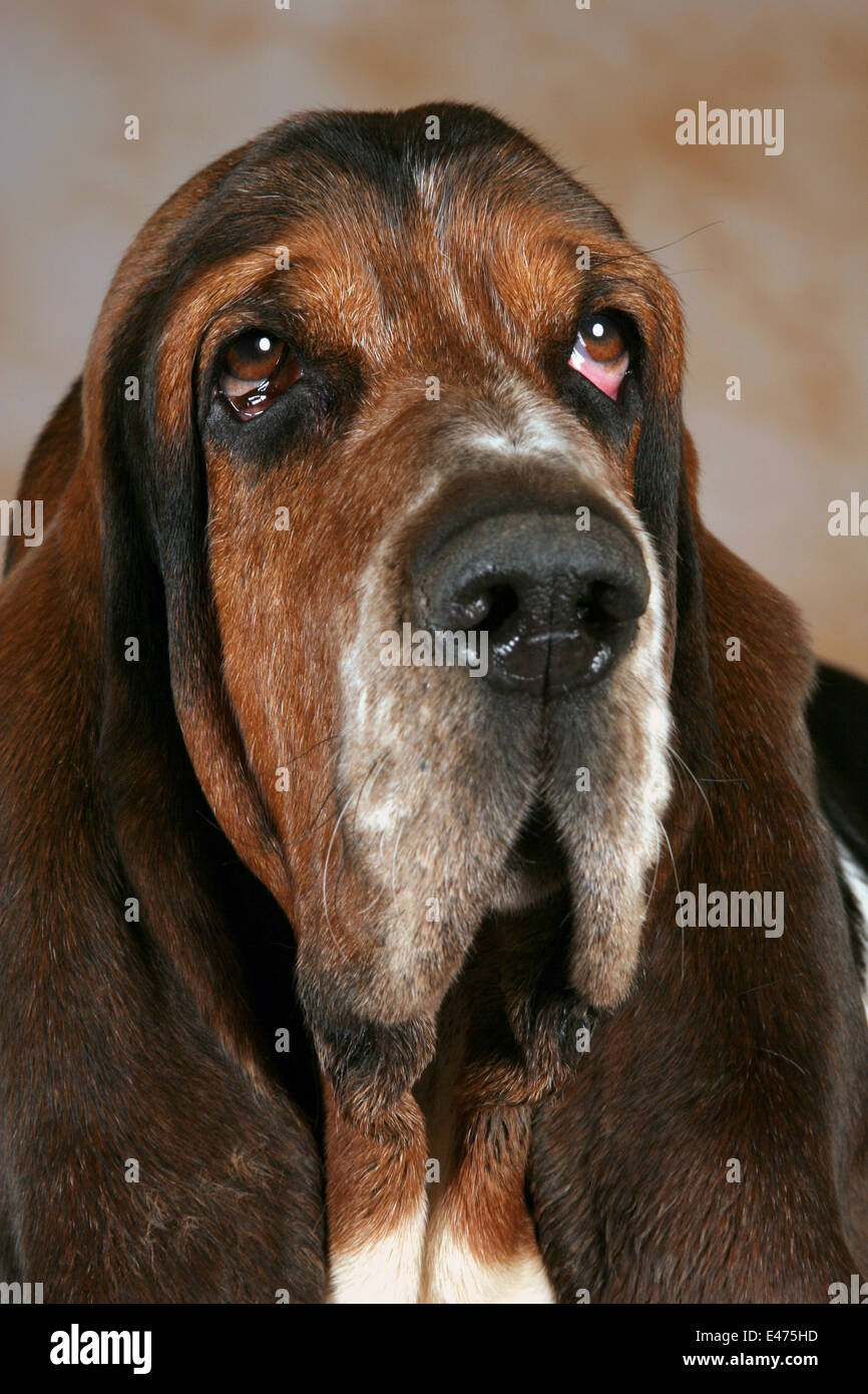 Basset Hound Portrait Stock Photo - Alamy
