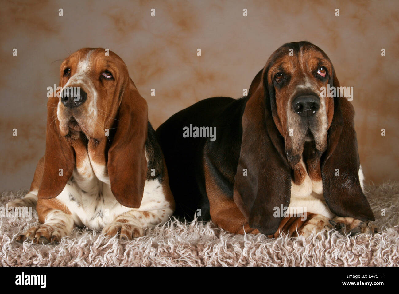 Breed of hounds hi-res stock photography and images - Alamy