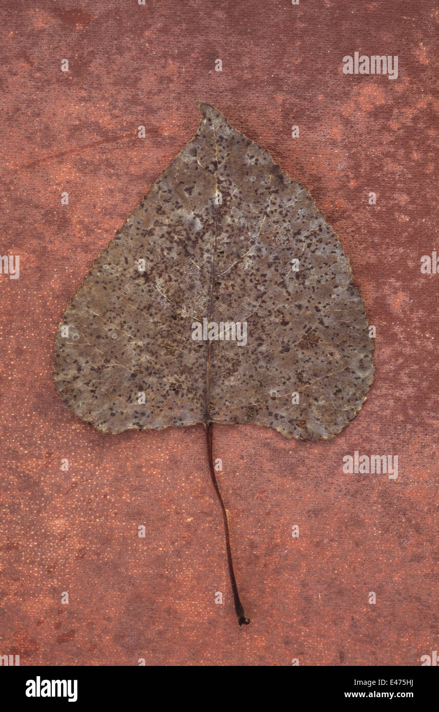 Autumn leaf of Black poplar or Populus nigra tree with black fungal ...
