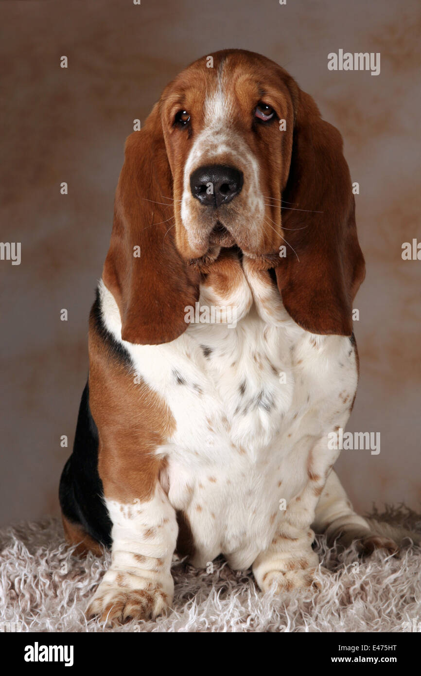 Tricolour hound hi-res stock photography and images - Alamy