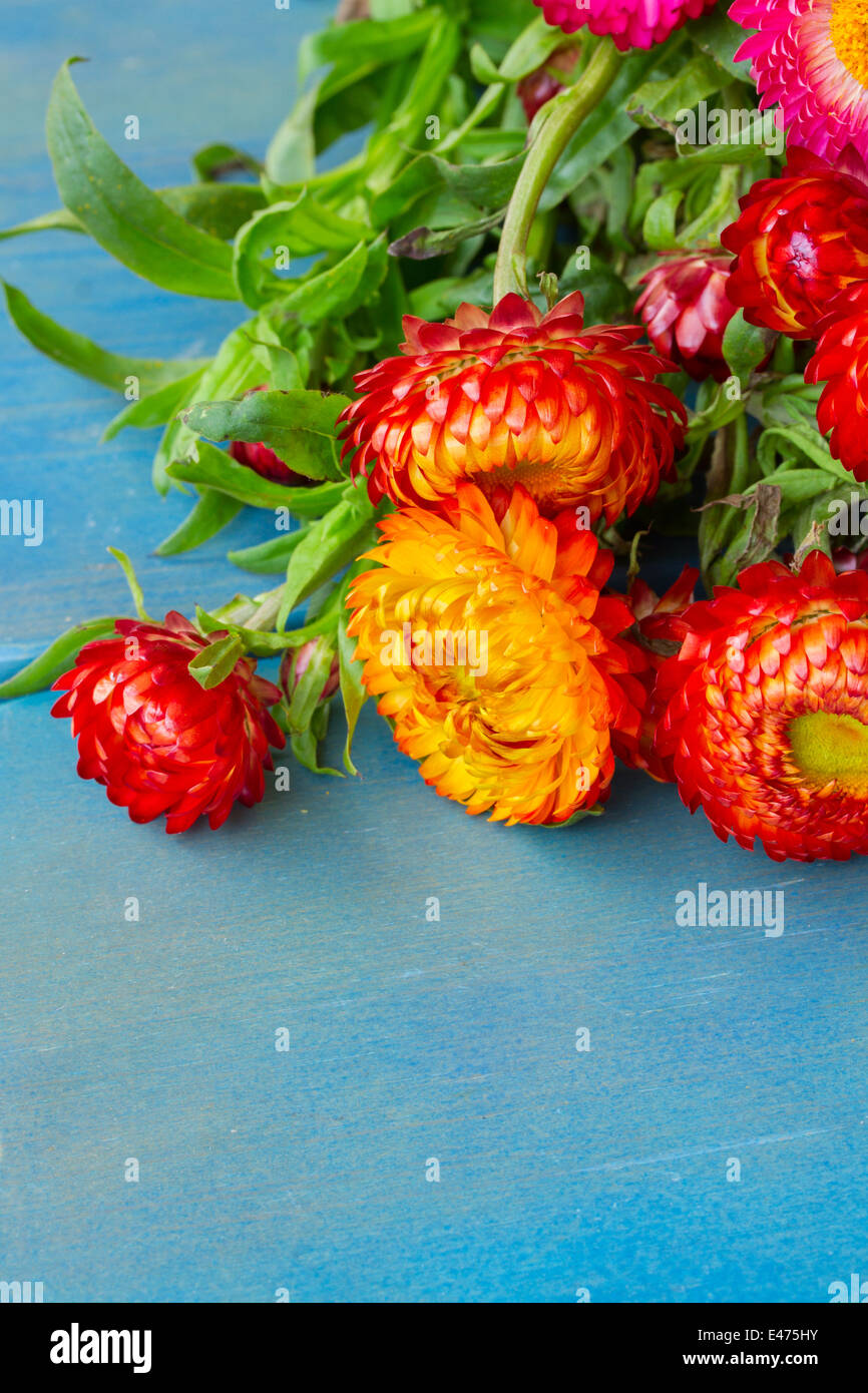 Everlasting flower posy hi-res stock photography and images - Alamy