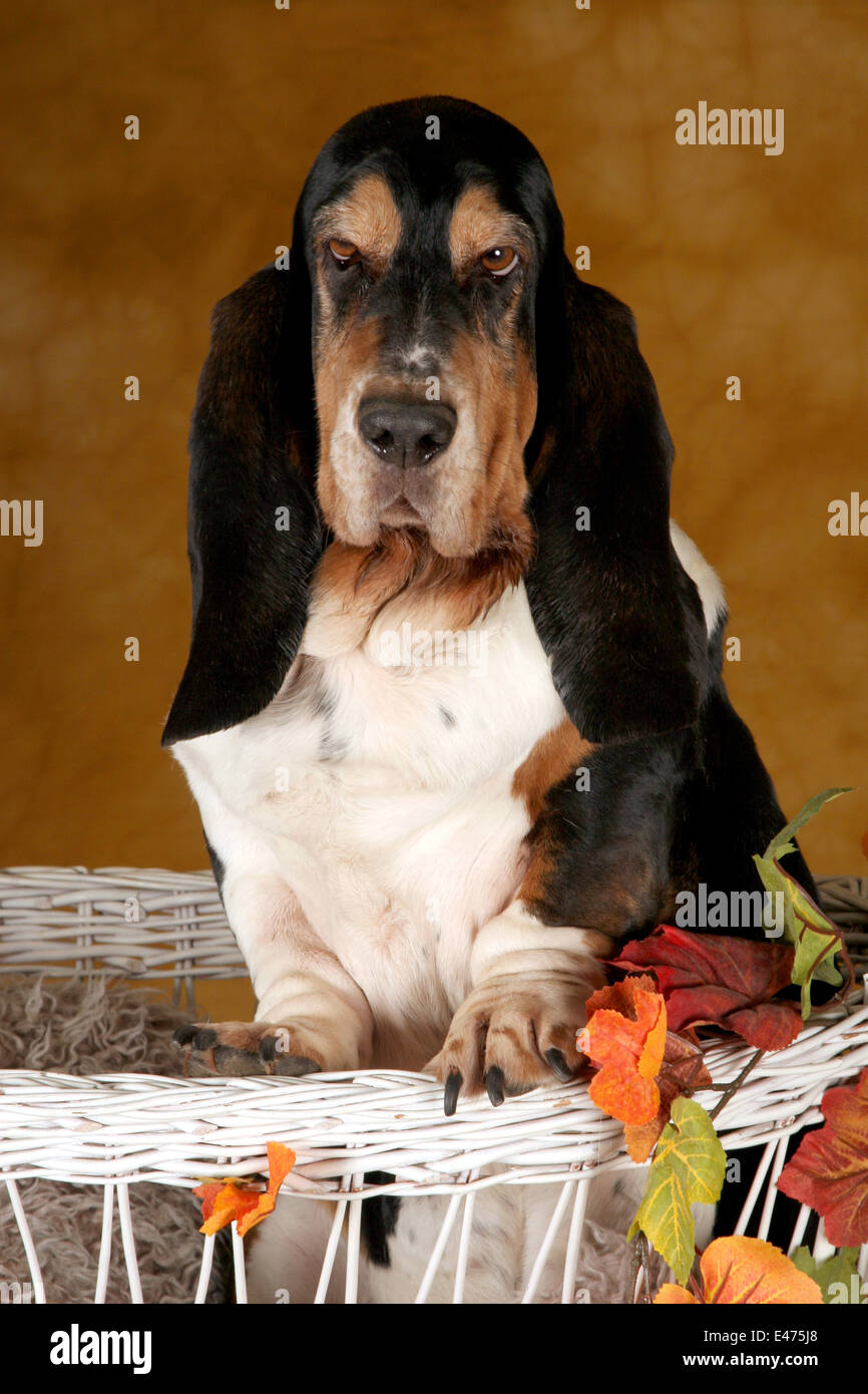 Bassets hi-res stock photography and images - Alamy