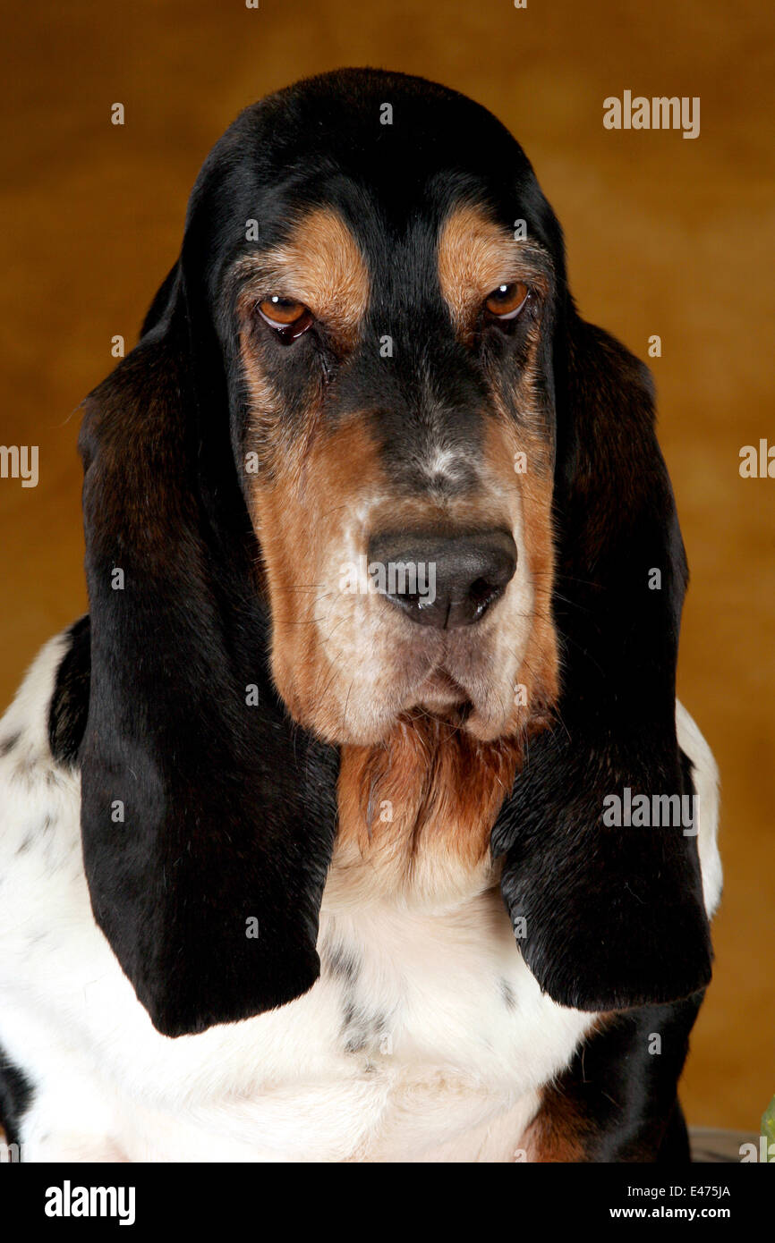 Basset Hound Portrait Stock Photo - Alamy