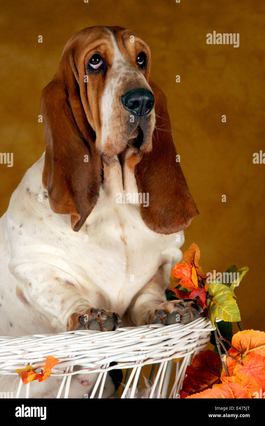 basset in basket Stock Photo - Alamy